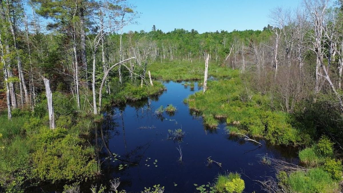 Large Hunting, Recreational Parcel In Mid-Coast | Whitetail Properties