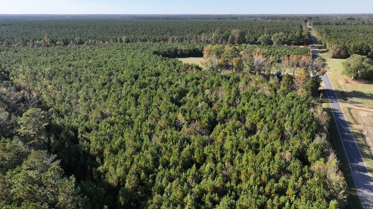 Sutton Timber and Possible Homesite | Whitetail Properties