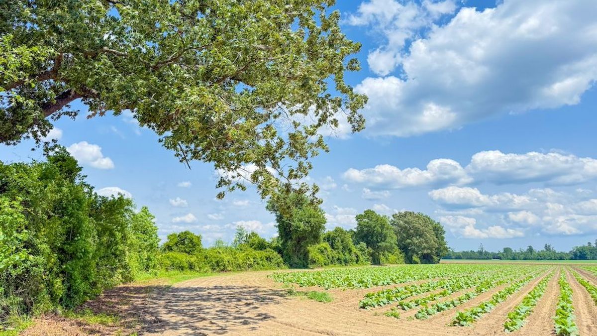 Coastal Farm With Waterfowl And Whitetails, Tract 3 | Whitetail Properties