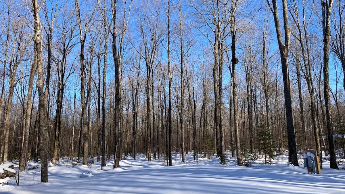 Beautiful Wooded Land Bordering County Forest With A Cleared Campsite ...