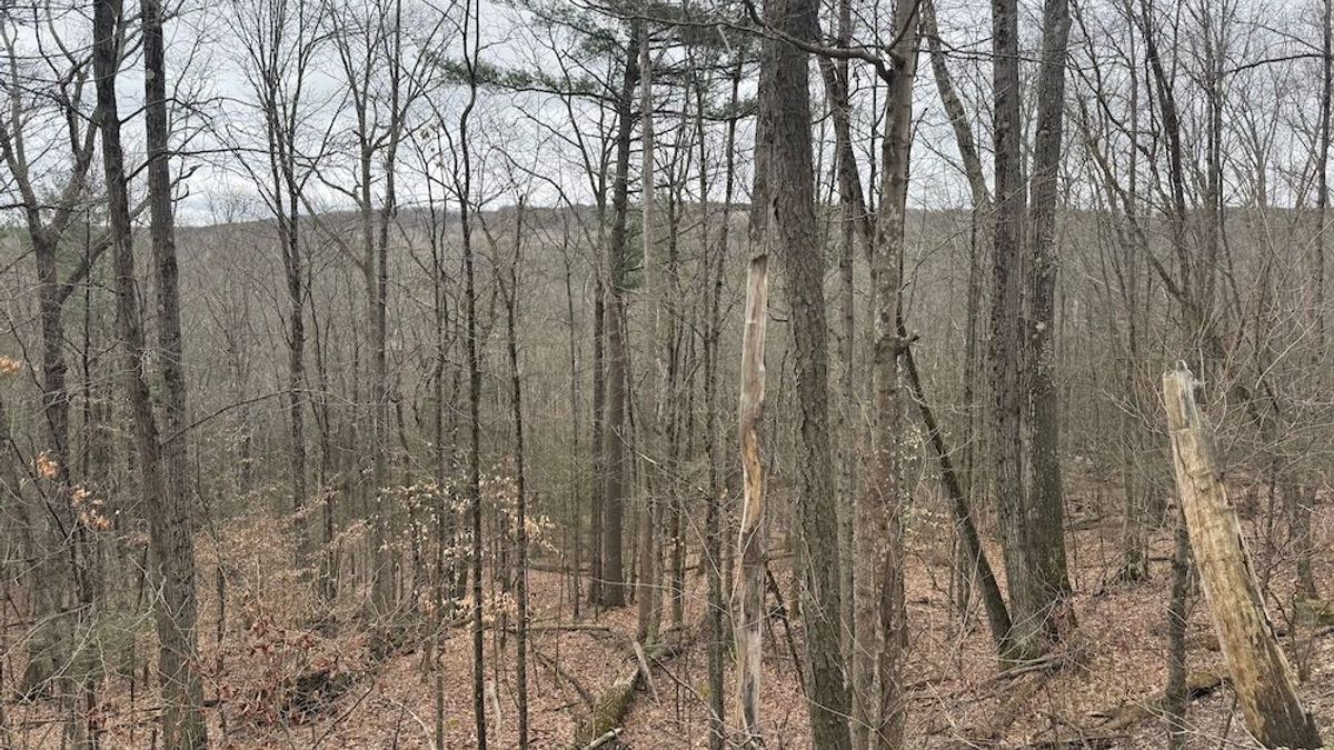 Seasonal Creek And Hardwood Land Near Hammondsport | Whitetail Properties