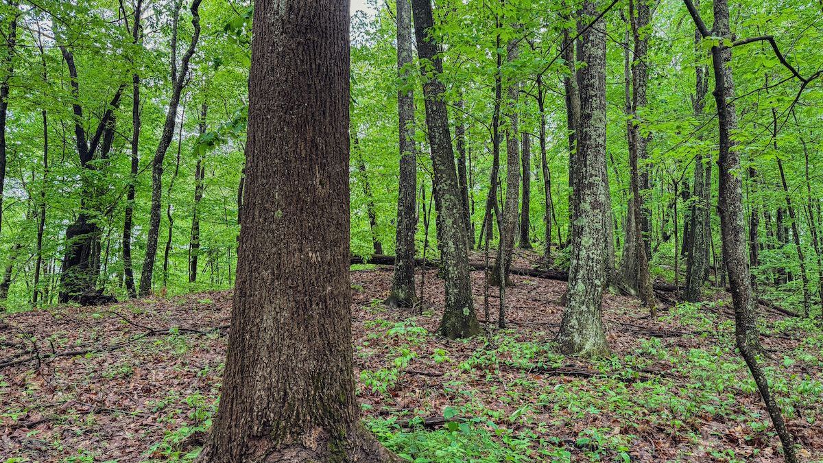 High Quality Hunting Tract With Great Timber And Access | Whitetail ...