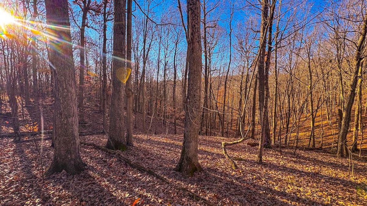Premier Hunting And Timber Tract With Minerals On The Pleasants Wood ...