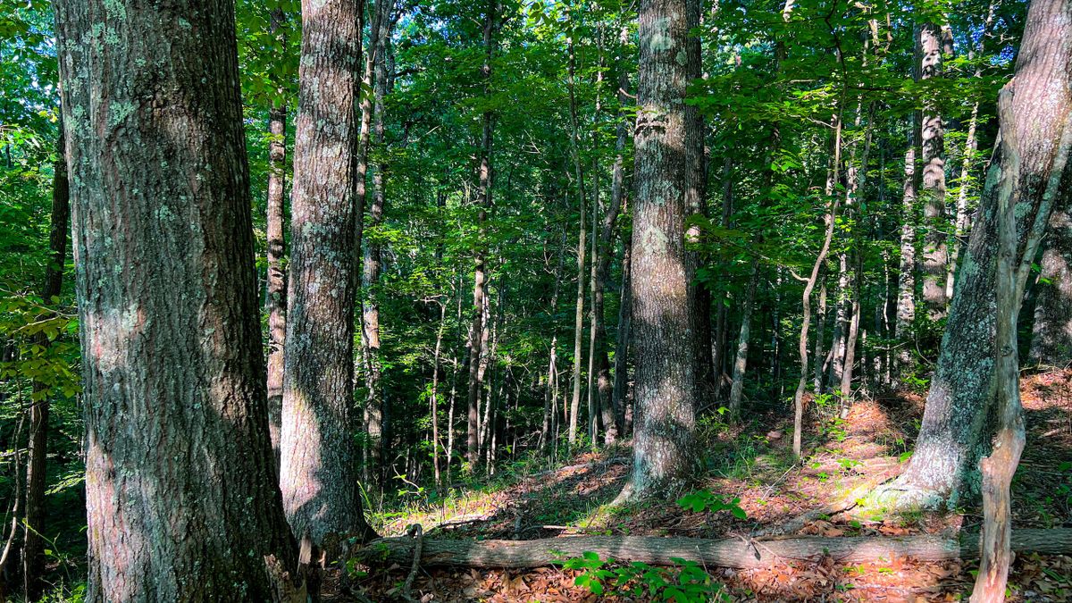 Mature Timber Property With 1/4 Minerals Near Alma | Whitetail Properties