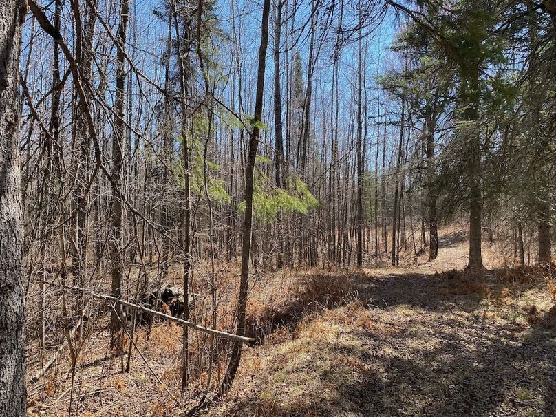 High Ground And Rolling Topography Property | Whitetail Properties
