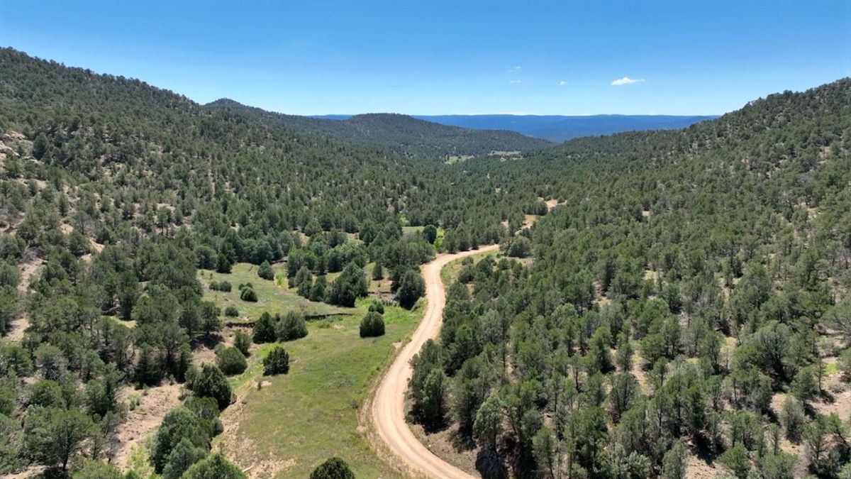 Large Hunting Parcel With Public Land Access | Whitetail Properties