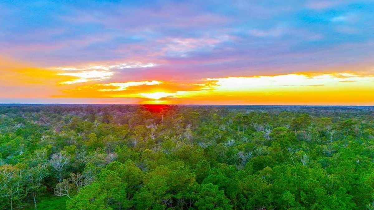 PRIME 217 Acres Of Timberland With Great Access | Whitetail Properties