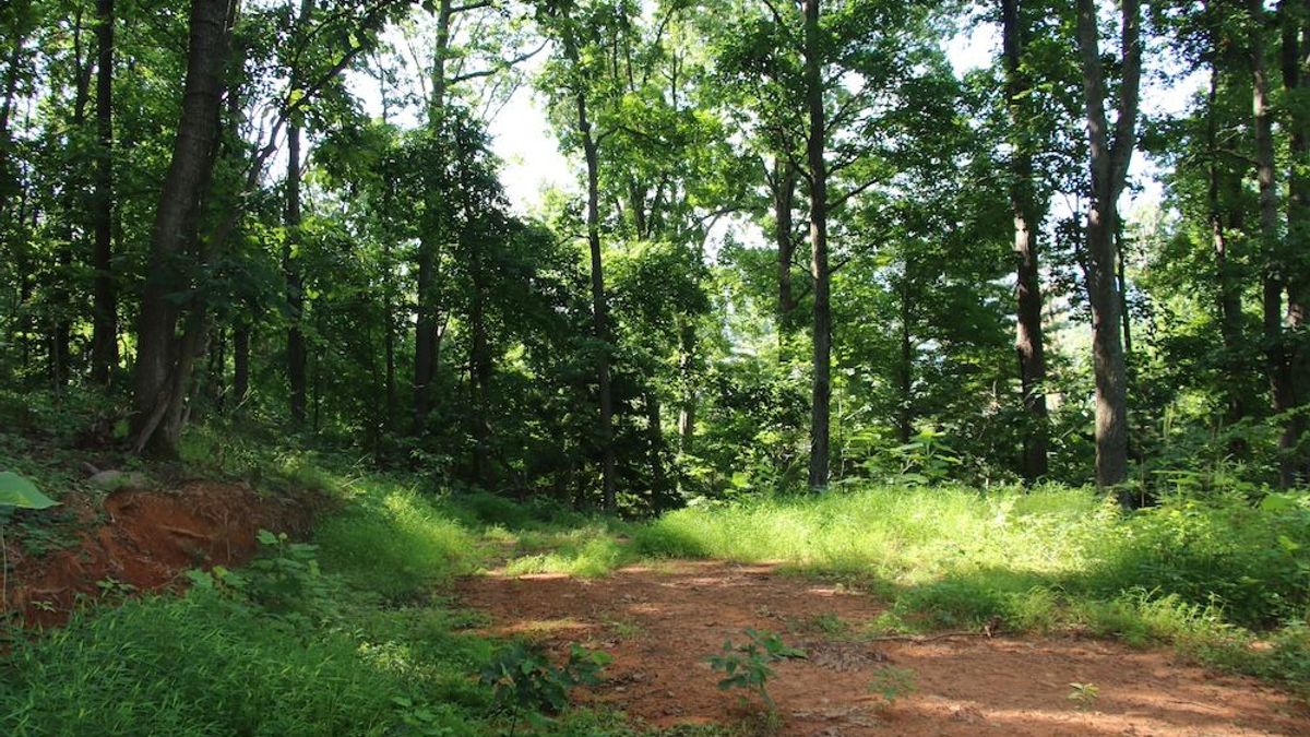 Wooded Land Near Stanley – Hunt, Hike, No Restrictions | Whitetail ...