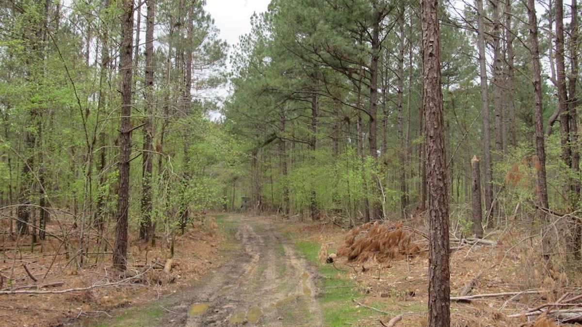 Beautiful Hunting, Timber And Family Fun | Whitetail Properties