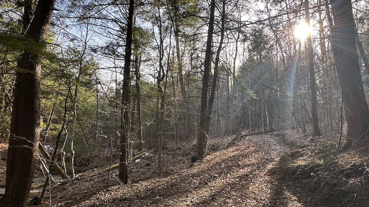 Timber-Rich Woods With Waterfalls, Trails And Cabin Potential ...