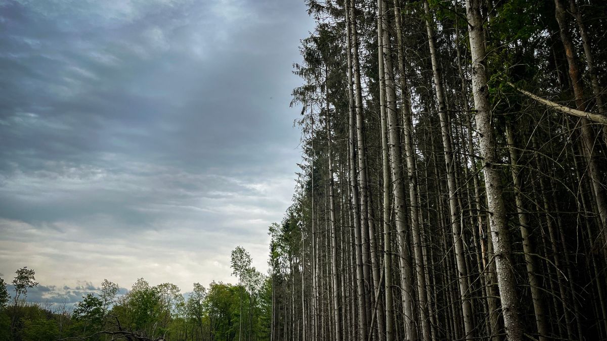 Private And Versatile Property With A Dramatic Pine Stand | Whitetail ...