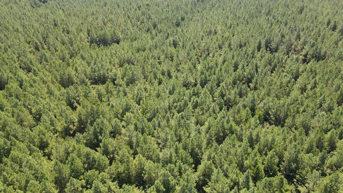 Sandy Basin East: Timber Investment In A Great Location | Whitetail ...