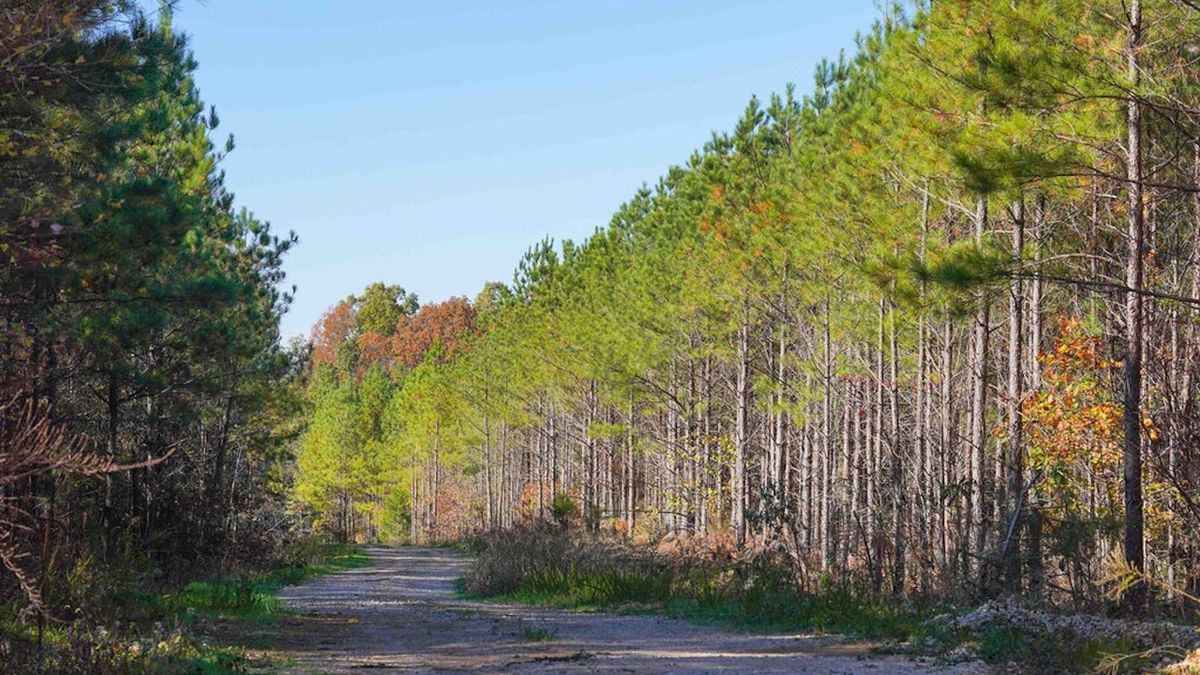 Tract 4- Building Tract With Recreational Use | Whitetail Properties