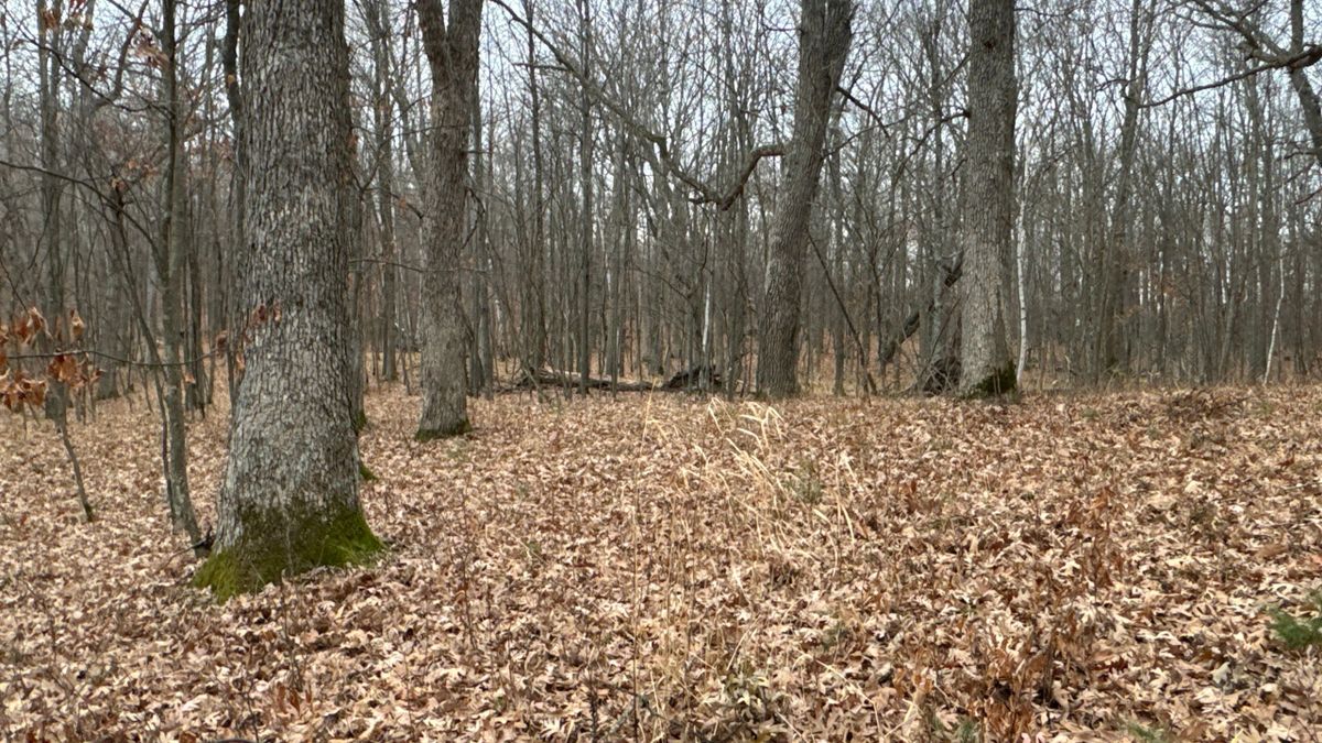 Large Hunting Parcel In Wisconsin With Boone And Crockett History ...
