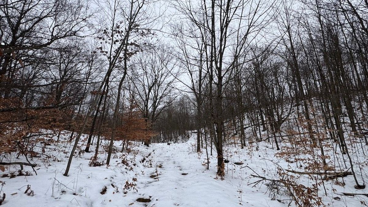 Rolling Timber Tract With Trails And Ridges | Whitetail Properties