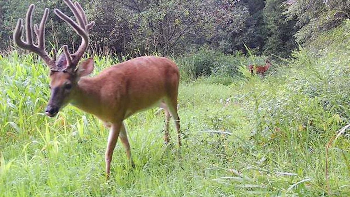 Ultimate Large Hunting Parcel With Furnished House | Whitetail Properties