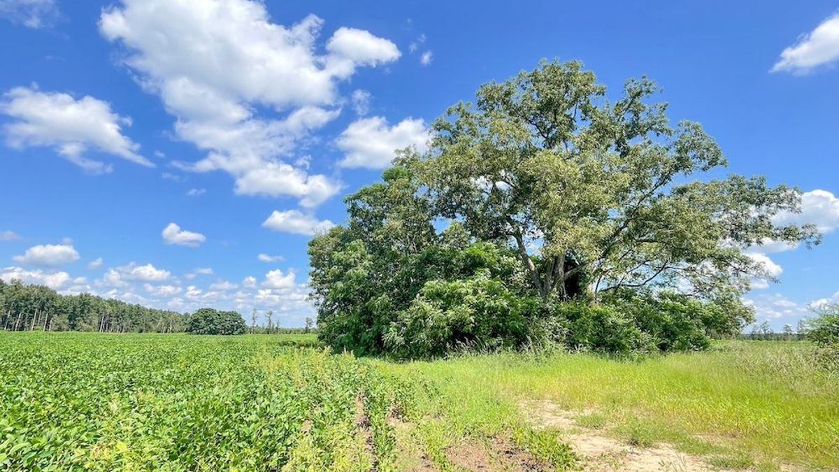 Southern Estate With Majestic Pecan Trees, Tract E | Whitetail Properties