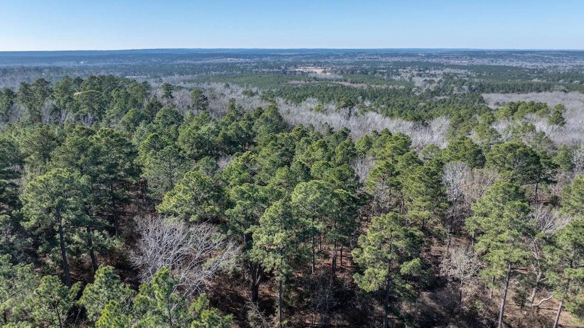 Holmes Family Timber Farm | Whitetail Properties