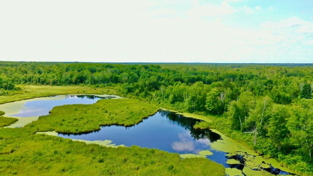 Established Basecamp With Trails, Food Plots And Pond | Whitetail ...