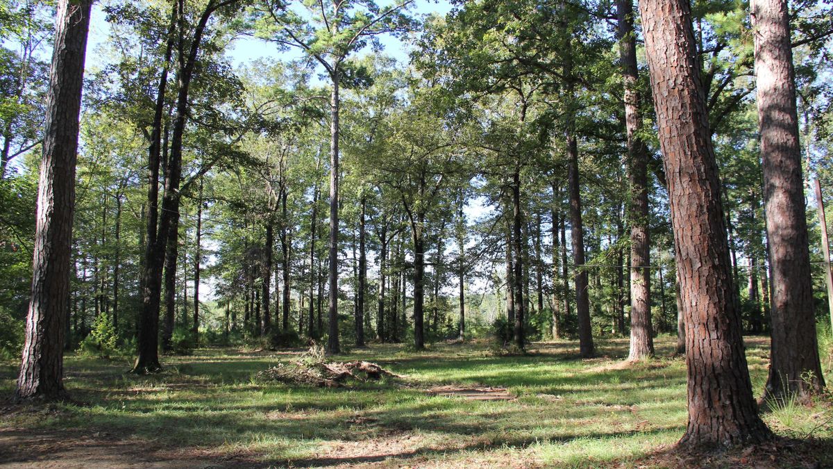 Great Hunting Tract With RV Pavilion And Outbuildings | Whitetail ...