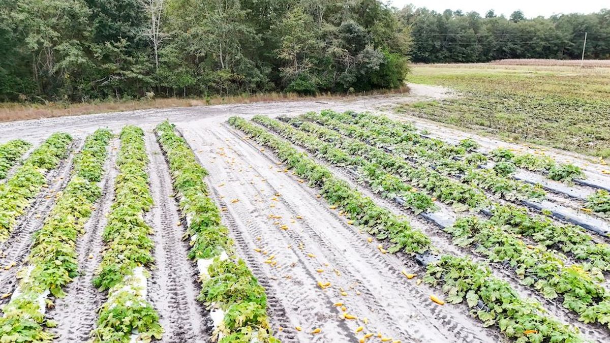 Tillable Acreage In Hilda, SC Prime For Bird Hunting Or A Future ...