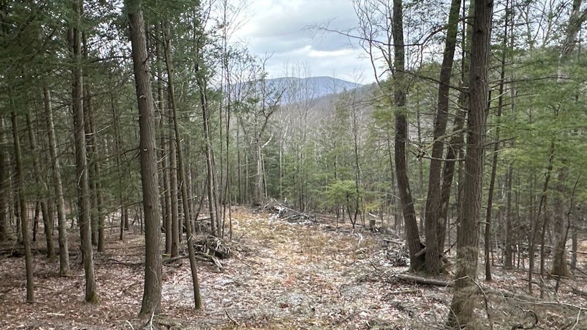 Wooded Retreat Bordering State Forest In Middleburgh | Whitetail Properties