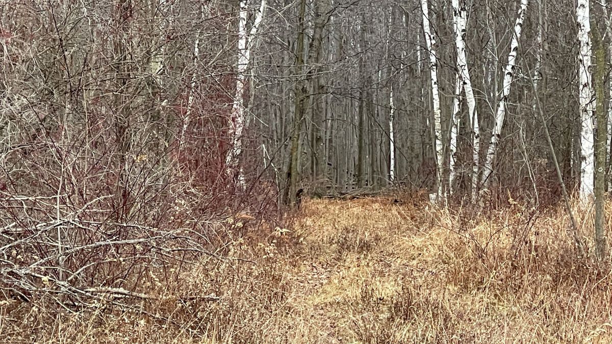 Prime Hunting Farm In Northeast Michigan | Whitetail Properties