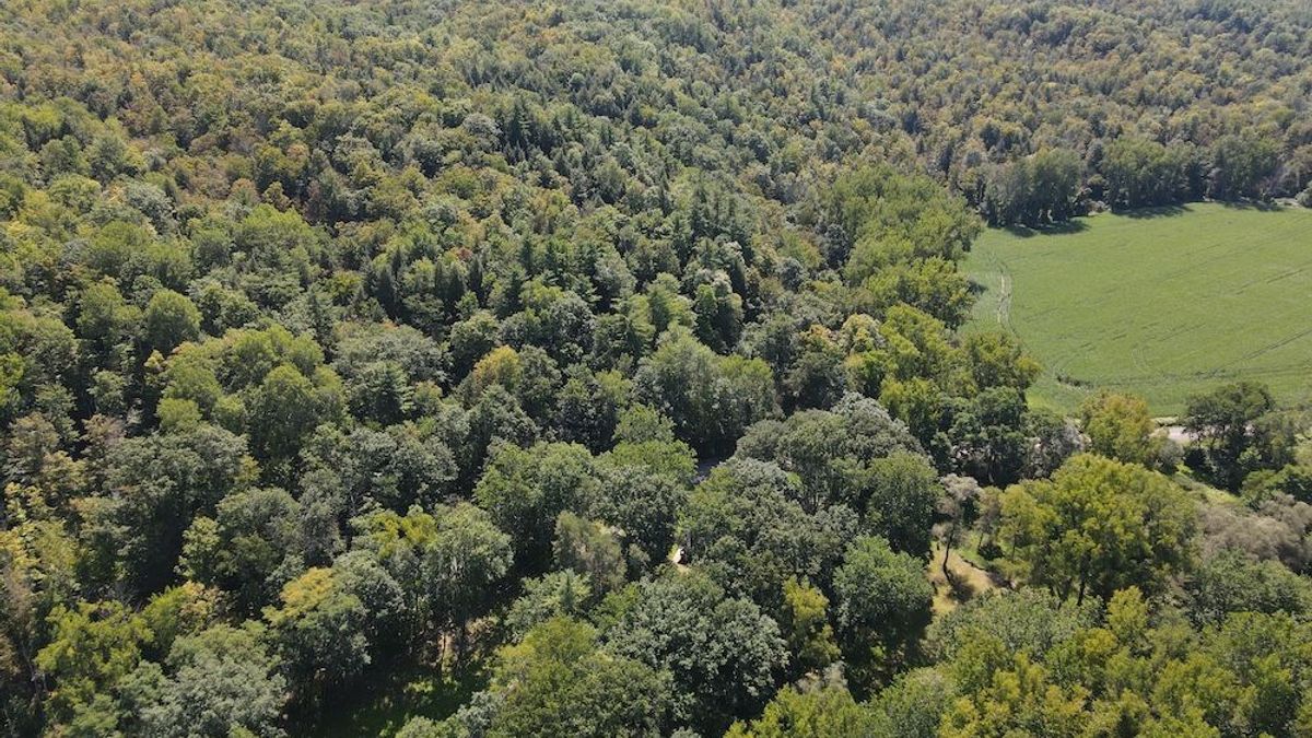 Wooded Acreage With Open Build Site On Paved Road, Lot 2 | Whitetail ...