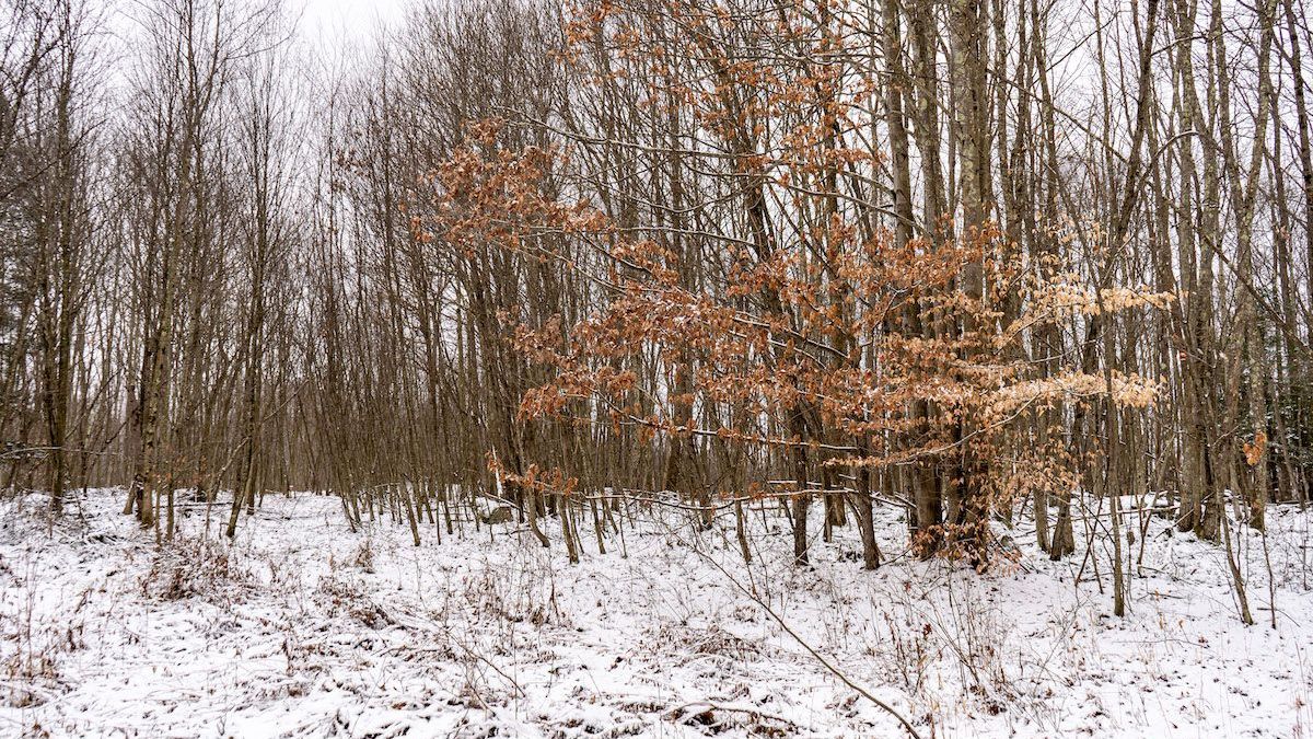 11.69± Acres Of Woodland Recreational Property In Preston County ...