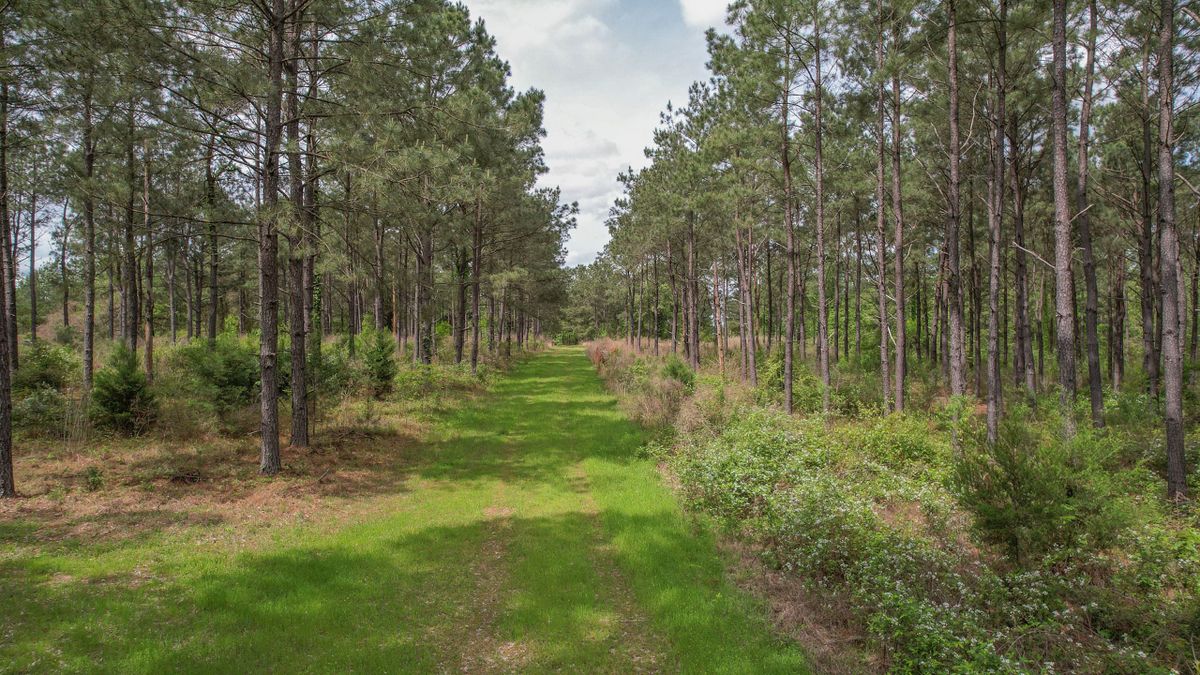 Hunting Land With Timber Investment Opportunity | Whitetail Properties