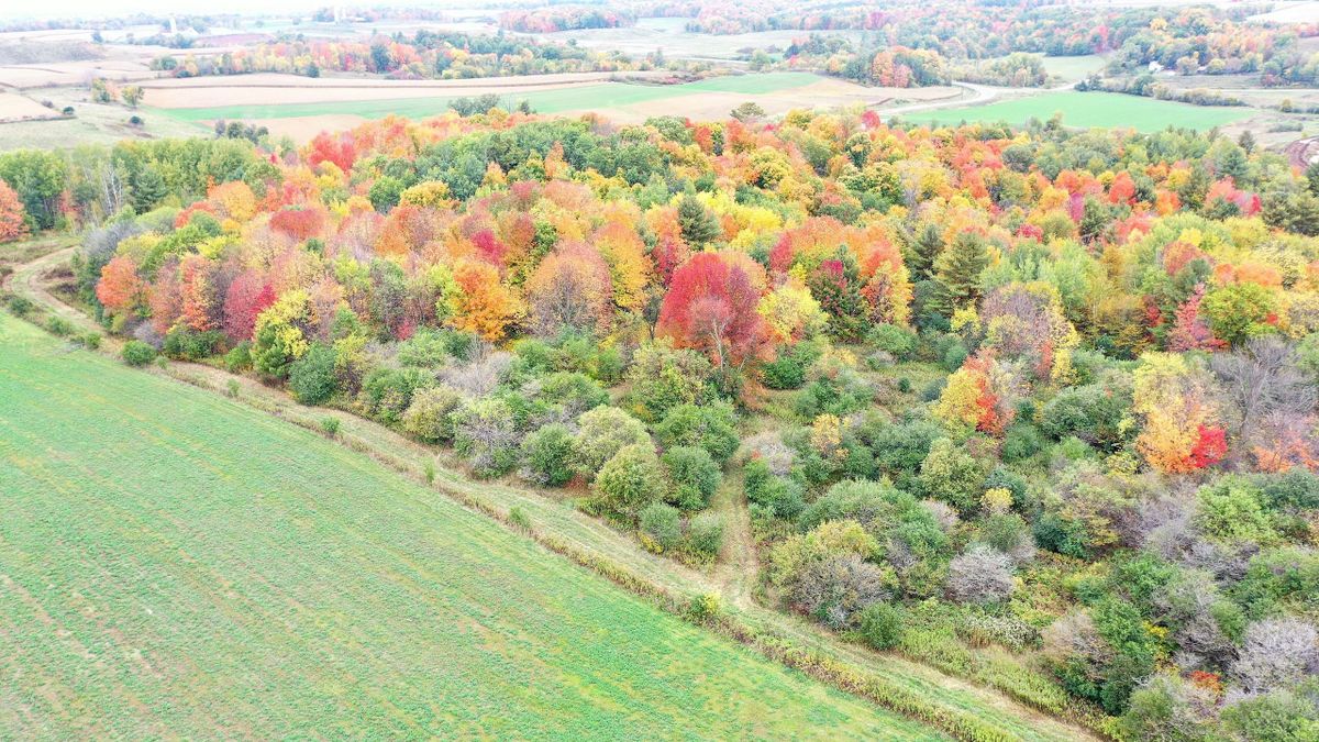 Great Wooded Property With Rolling Terrain | Whitetail Properties