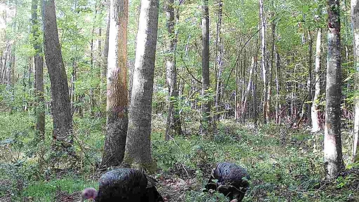 Recreational Paradise With Extensive Road Frontage | Whitetail Properties