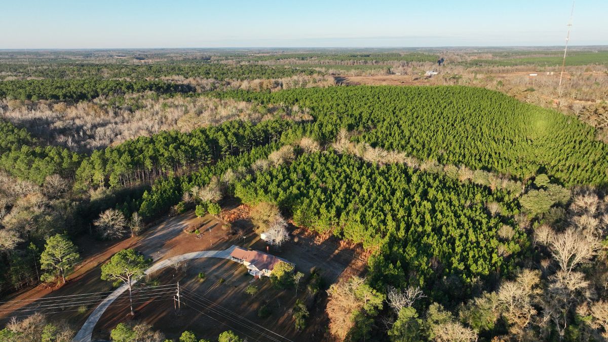 Beautiful Planted Pine Tract With Home And Great Hunting | Whitetail ...