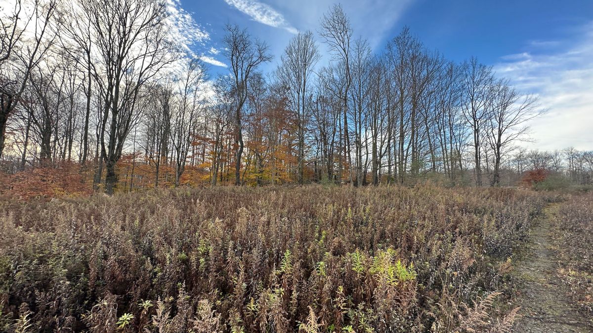 Buildable Land Near Water And Attractions, Secluded Privacy | Whitetail ...