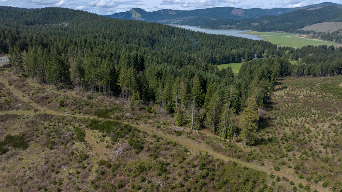 Timber And Recreational Property Above Dorena Lake | Whitetail Properties