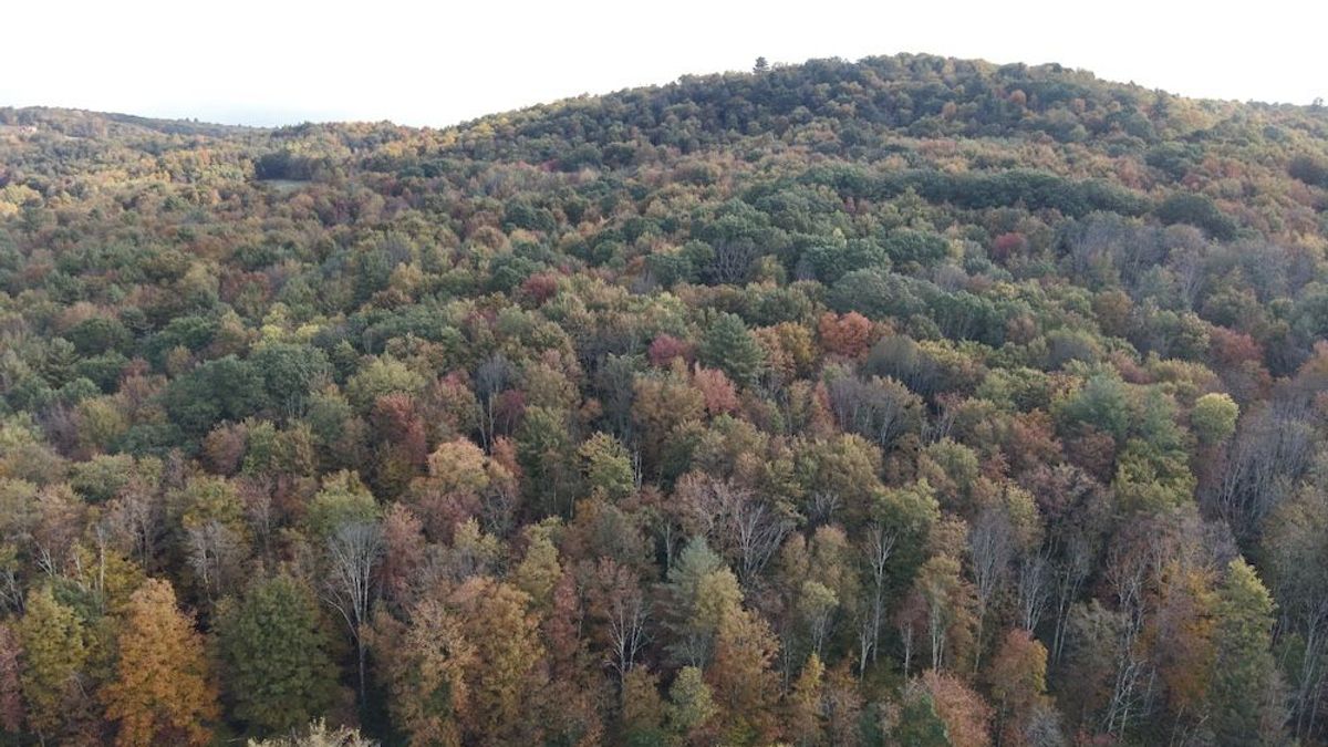 Timber Tract, OGM Rights, Near State Park And Power | Whitetail Properties