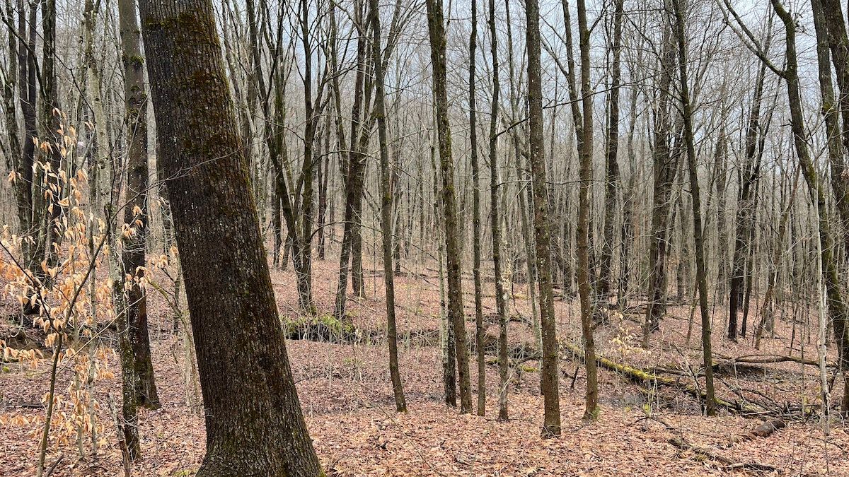 Wooded Acreage Near Rew, PA | Whitetail Properties