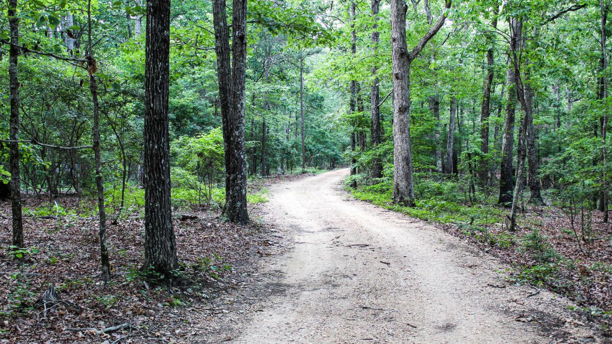 Beautiful Ridge Covered In Mature Hardwood Trees | Whitetail Properties