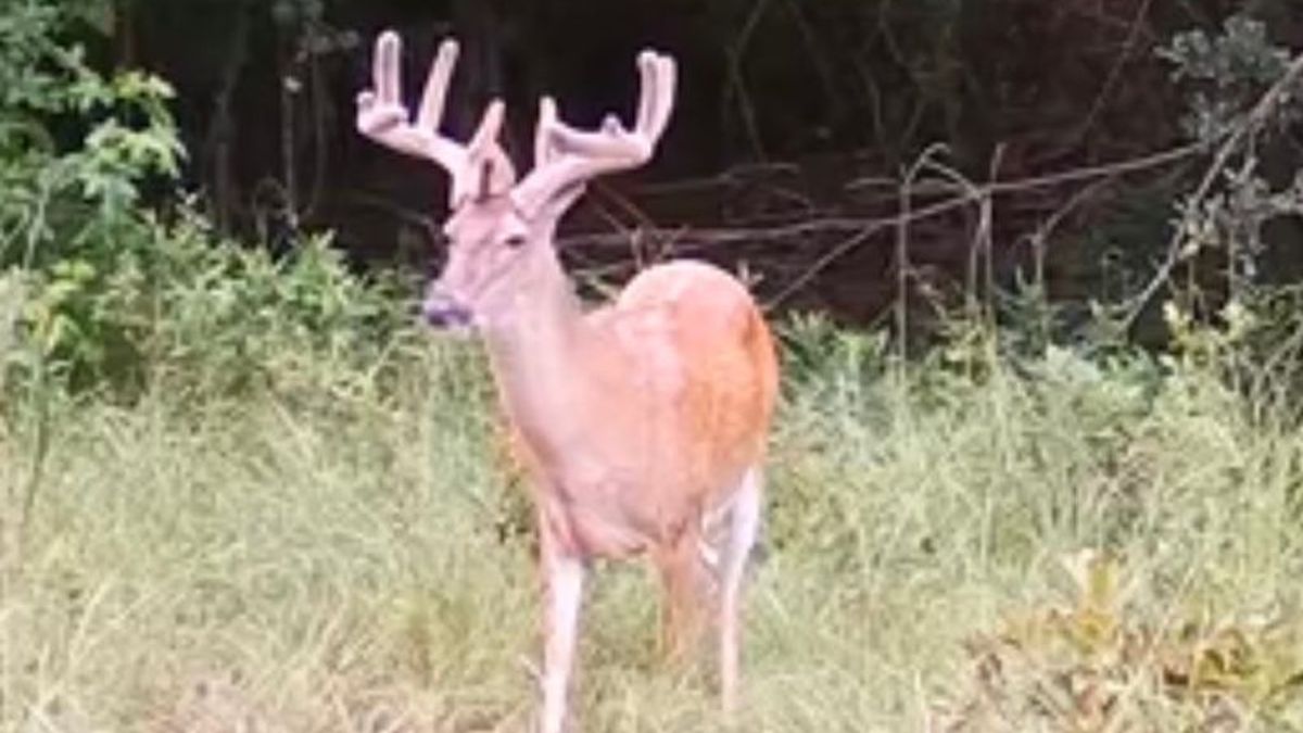 Prime Hunting Land With Timber Near Hawkinsville | Whitetail Properties