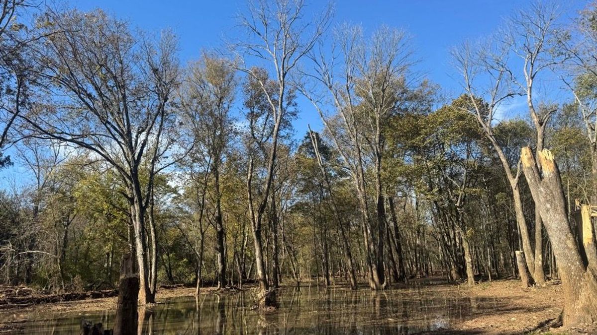 Plum Bayou Timber Duck And Deer Hunting Farm | Whitetail Properties
