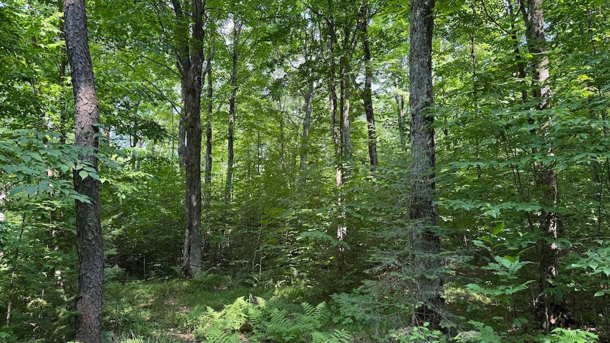 Beautiful Wooded Land Bordering County Forest With A Cleared Campsite ...