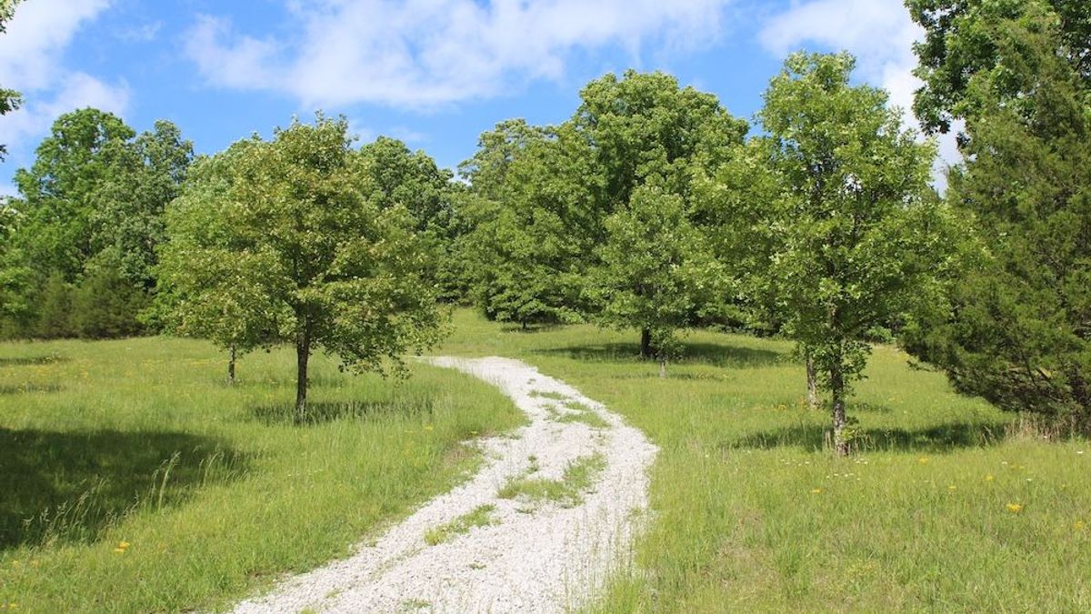 Amazing Hunting Property Or Somewhere To Build Your Dream Home. | Whitetail Properties