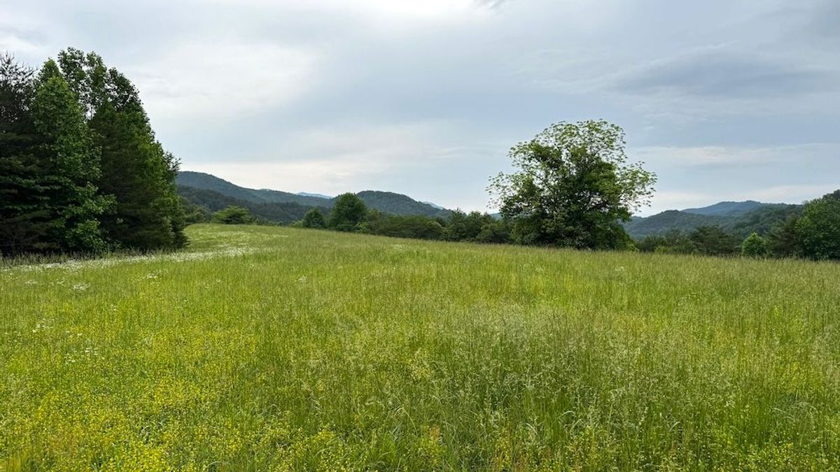 Acreage With A Mix Of Open Pasture Land And Woods That Is Offered In 3 ...