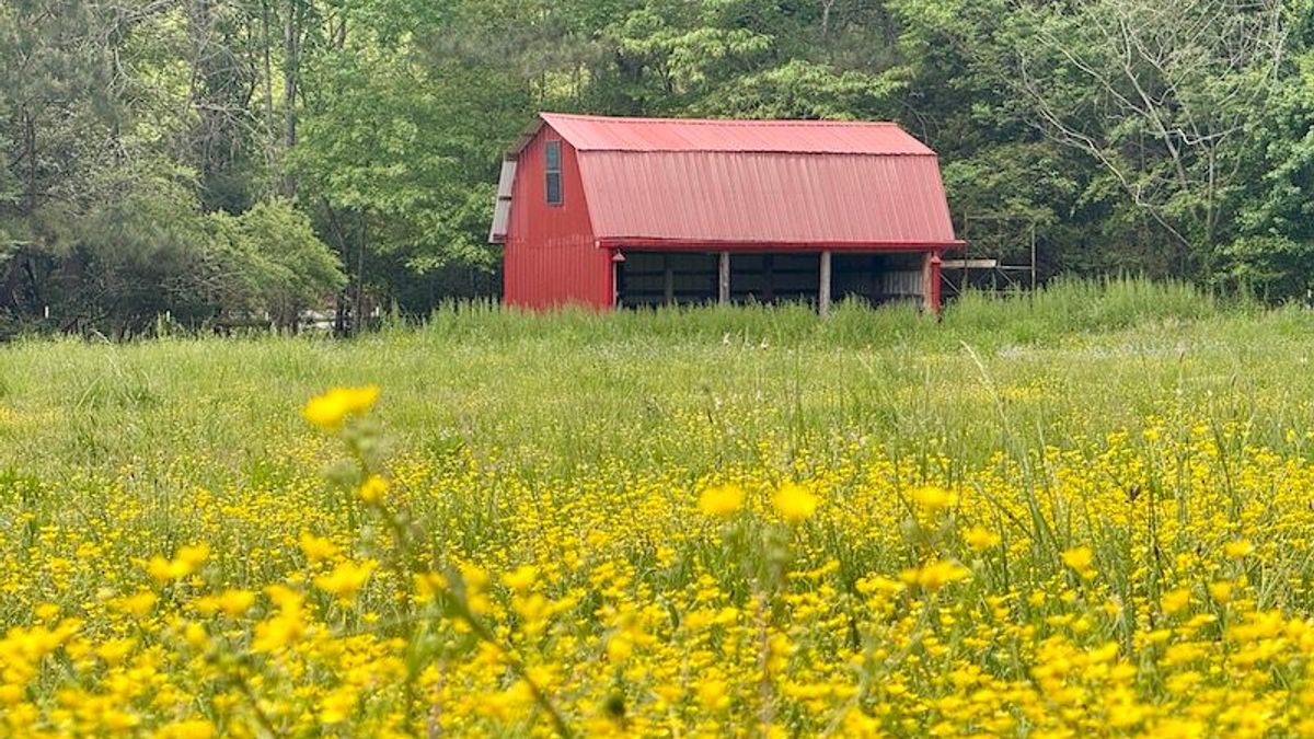 Beautiful Fenced Pasture With Barn Near Weiss Lake | Whitetail Properties