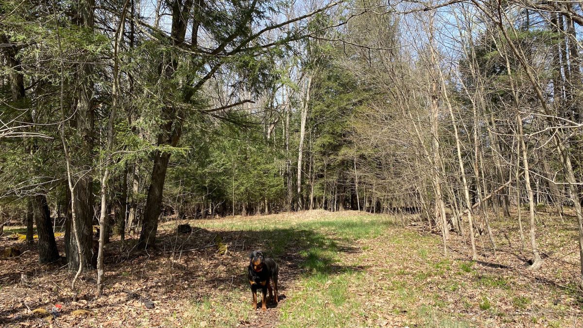 Large Timber Tract Overlooking Chest Creek | Whitetail Properties