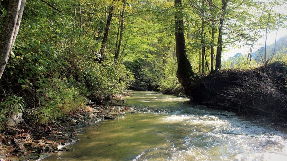 Beautiful Mountain Forested Property with Blue Line Stream | Whitetail ...