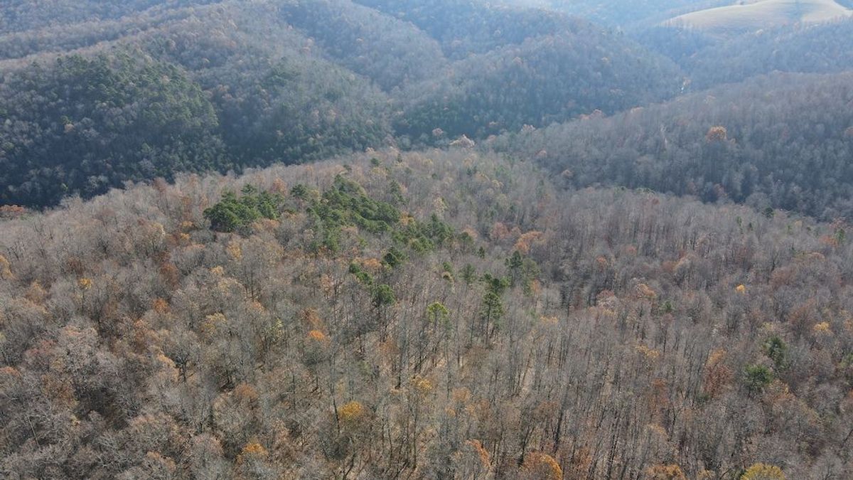 Incredible Wooded Tract Bordering National Forest With Trails, Food ...
