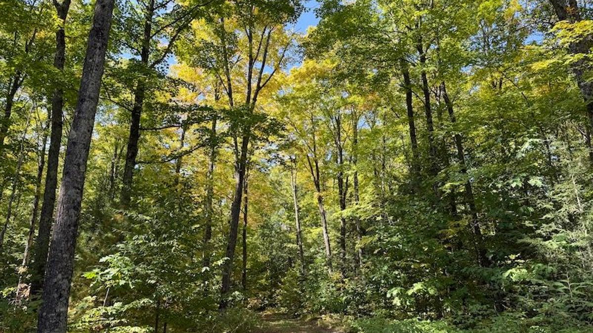 Gorgeous Hardwood Timber Tract Bordering Langlade County Forest On Two ...