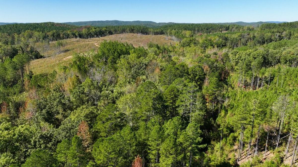 Recreational And Investment Timber Property | Whitetail Properties