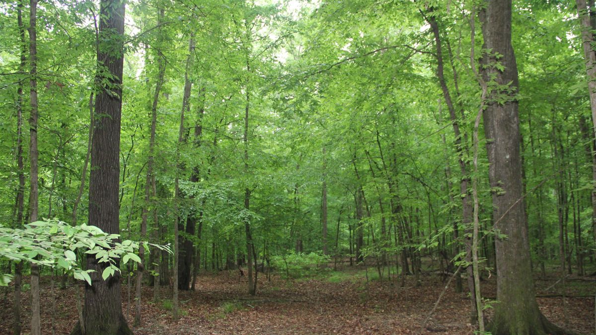 Impressive Hunting And Hardwood Timber Property | Whitetail Properties